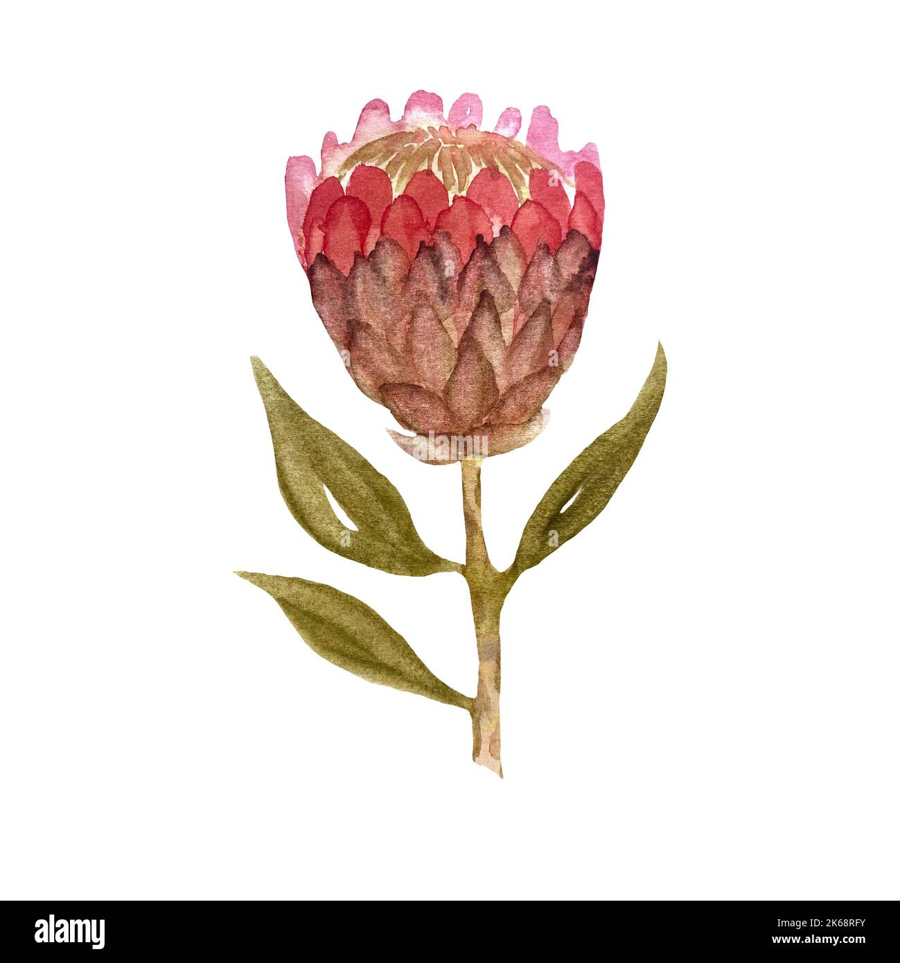 Protea leaf Cut Out Stock Images & Pictures - Alamy