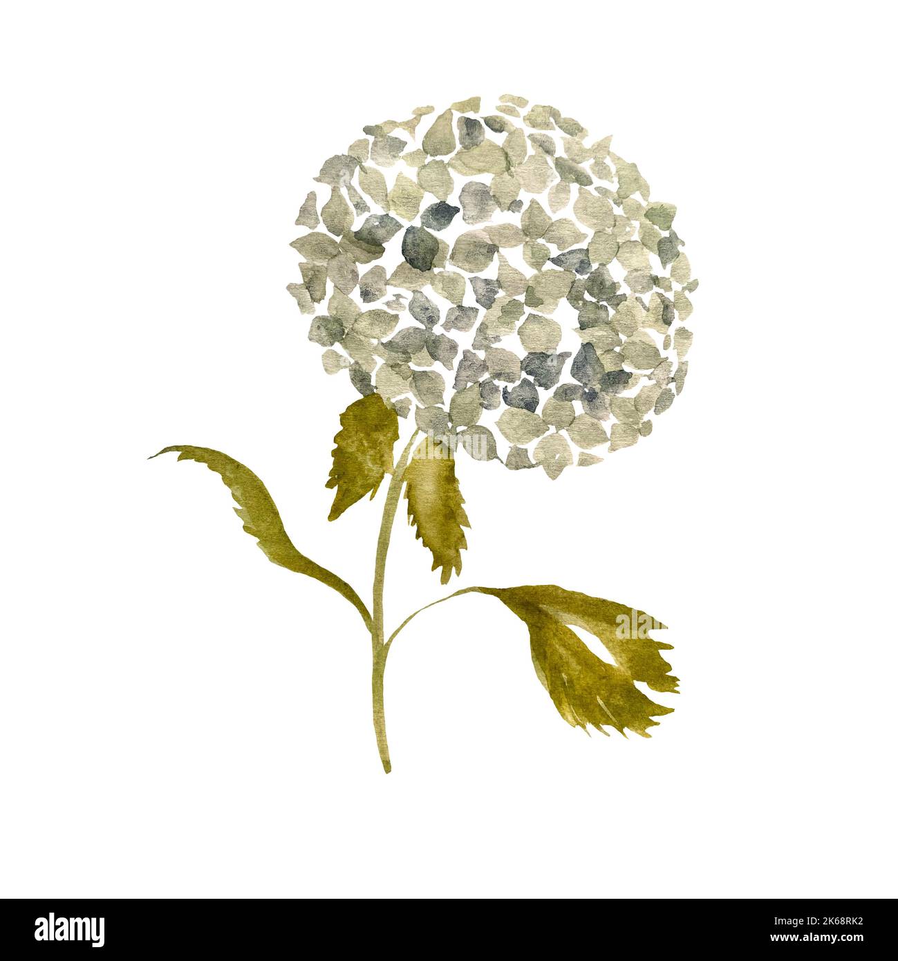 Cute blue hydrangea a nice watercolor illustration Stock Photo - Alamy