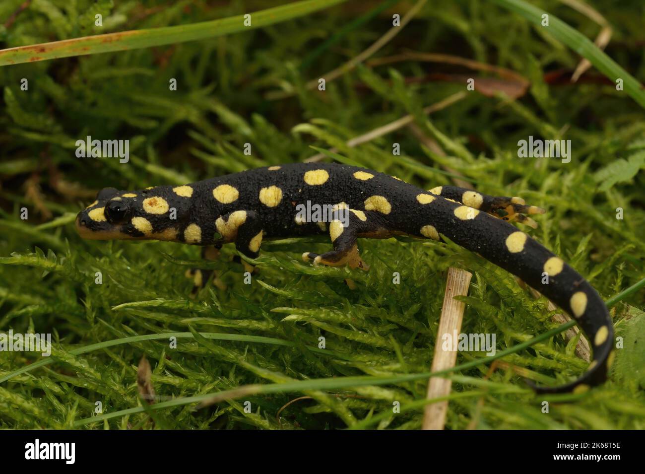 Full body shot of a juvenile of the endangered yellow-spotted or Lake ...