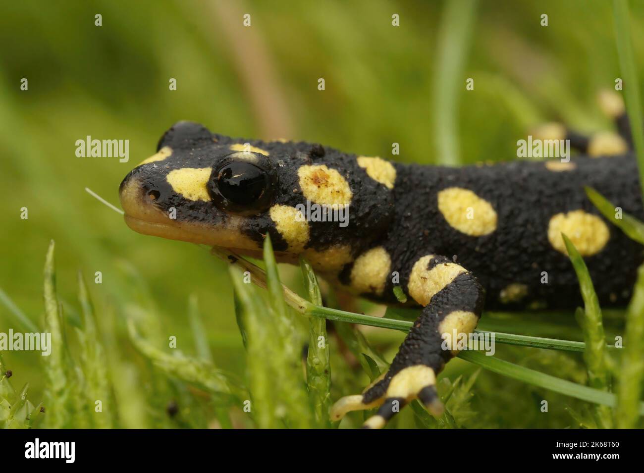 Closeup of a juvenile of the endangered yellow-spotted or Lake Urmia ...