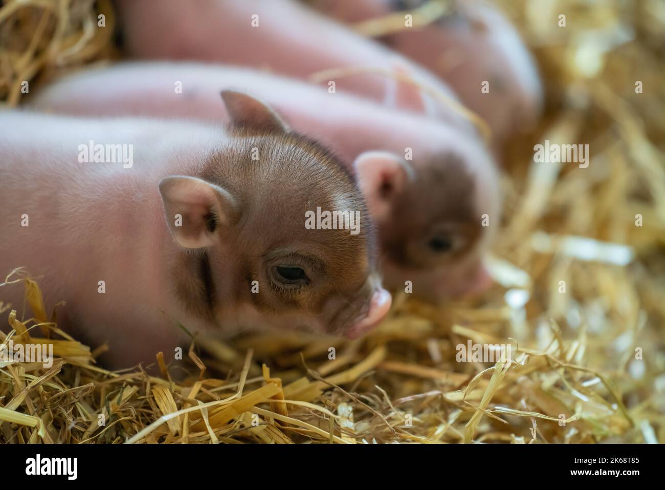A close up of a mini pig (Sus scrofa domesticus) lying on hay Stock ...
