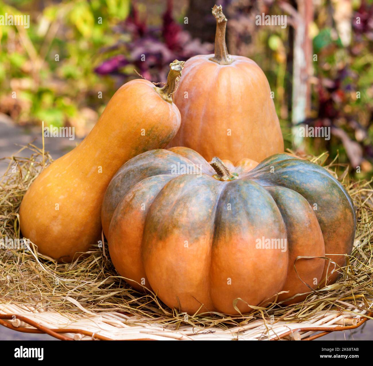Three fresh whole pumpkins of different shapes laying on hay Stock ...