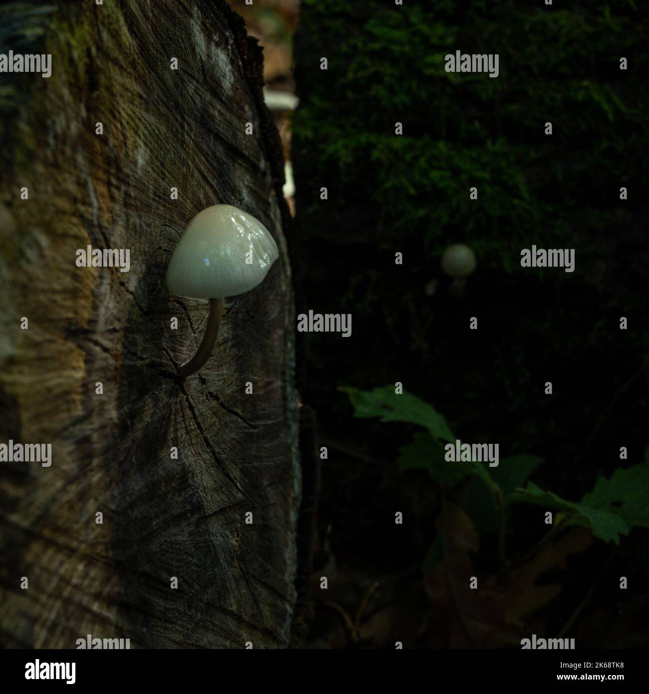 Porcelain fungus fruiting body growing from the centre of a rotting log ...
