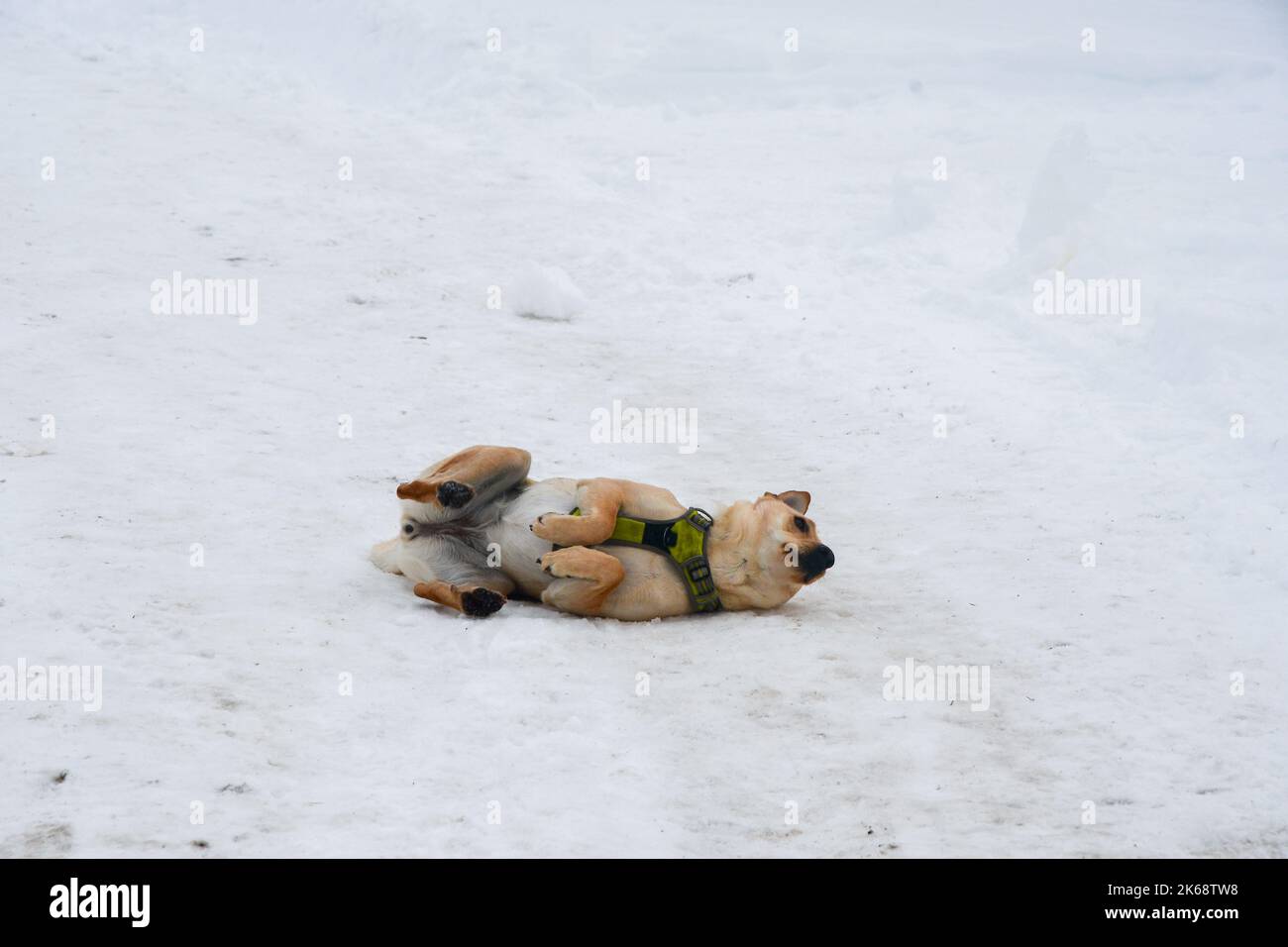 Rolling around in snow hi-res stock photography and images - Alamy
