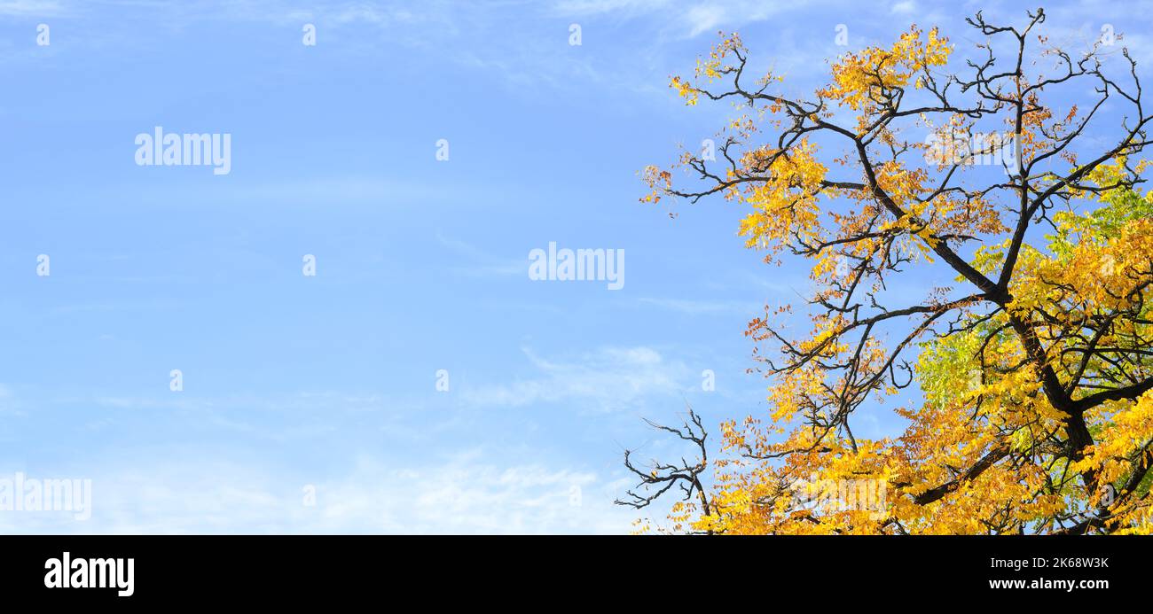 Autumn in the park, tree with colored leaves and blue sky, negative ...