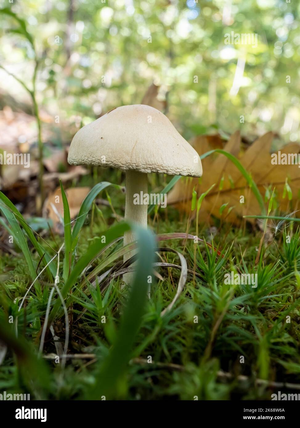 Green colored mushroom hi-res stock photography and images - Alamy