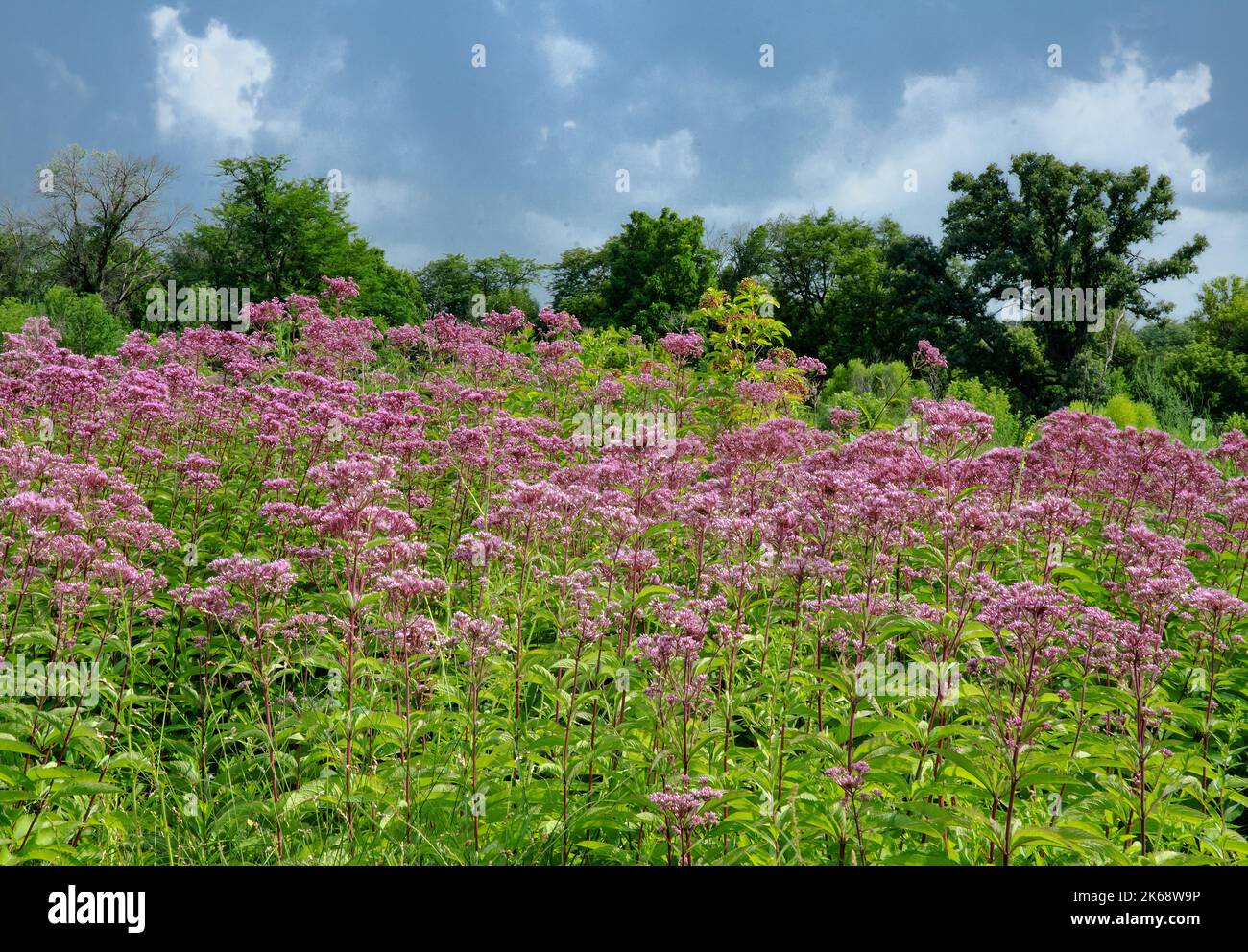 Joe Pye Weed grows in profusion on the prairie at Nachusa Grasslands ...