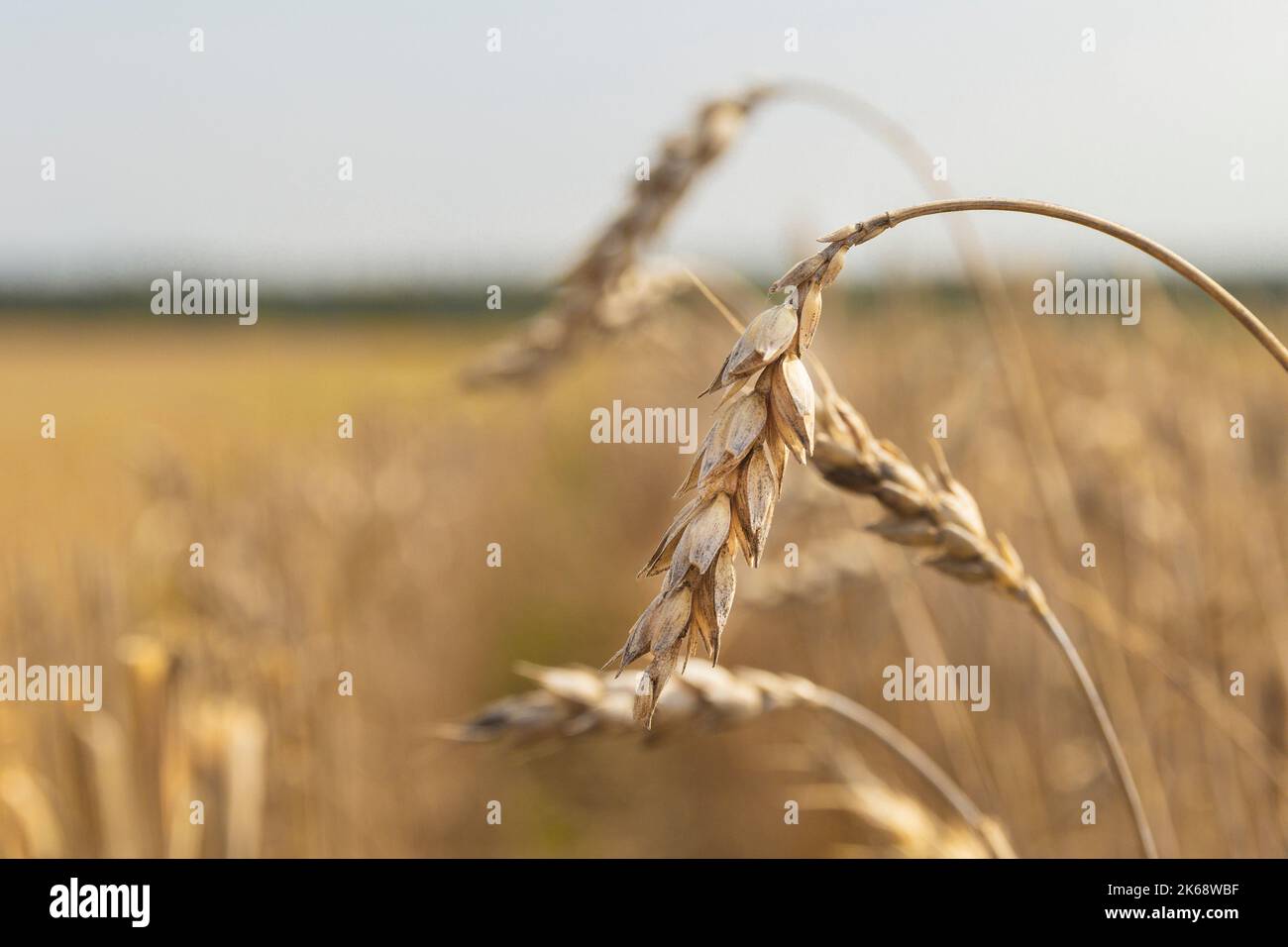 Dry wheat agricultural fields hi-res stock photography and images - Alamy