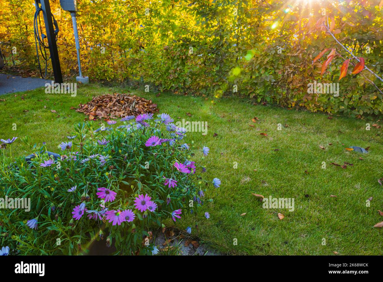 Beautiful view of sun rays through bushes on front yard. Colorful ...