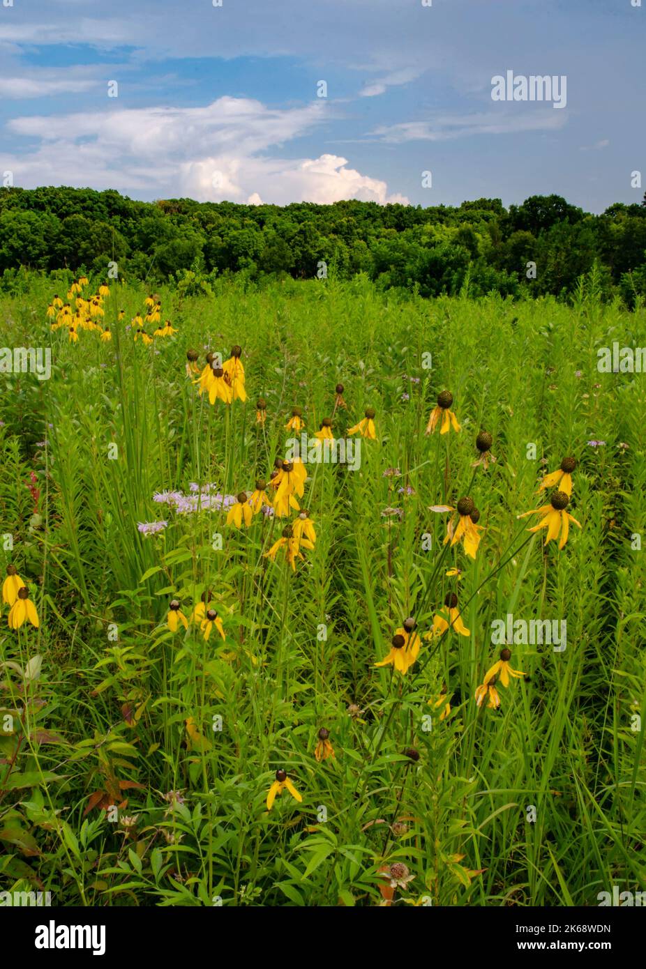 The Prairie Coneflower or Gray-headed Coneflower blooms on the prairie ...