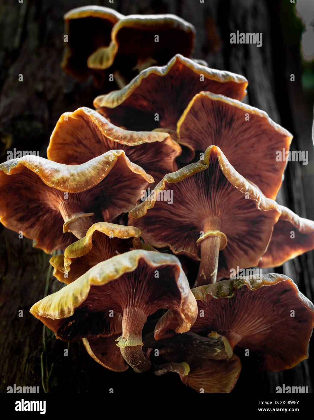 A vertical closeup shot of a cluster of growing fungus Stock Photo - Alamy
