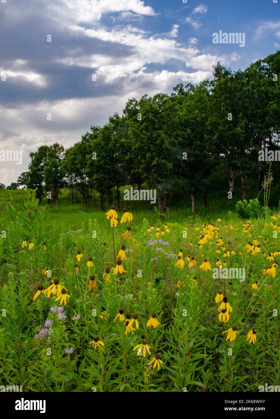 Forbs hi-res stock photography and images - Alamy