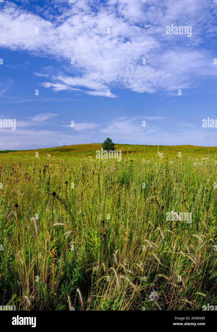 A lone tree grows on a hill on the prairie, Nachusa Grasslands, Ogle ...