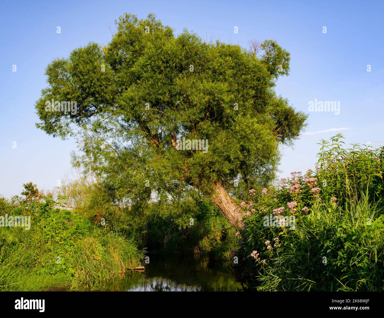 A Willow tree grows on the bank of Clear Creek, Nachusa Grasslands ...