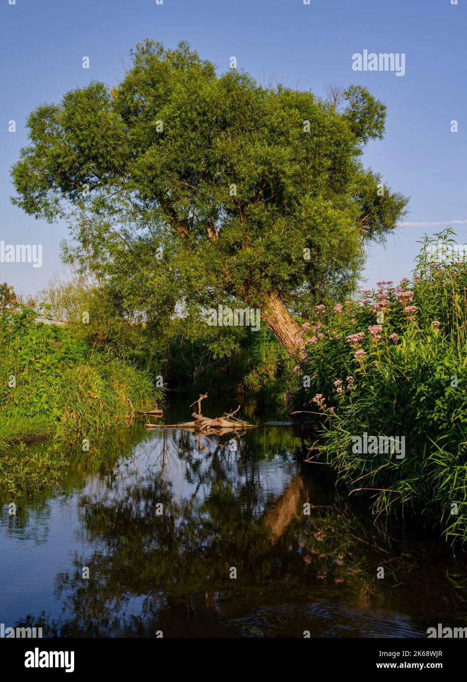 A Willow tree grows along side a Clear Creek flowing through the ...