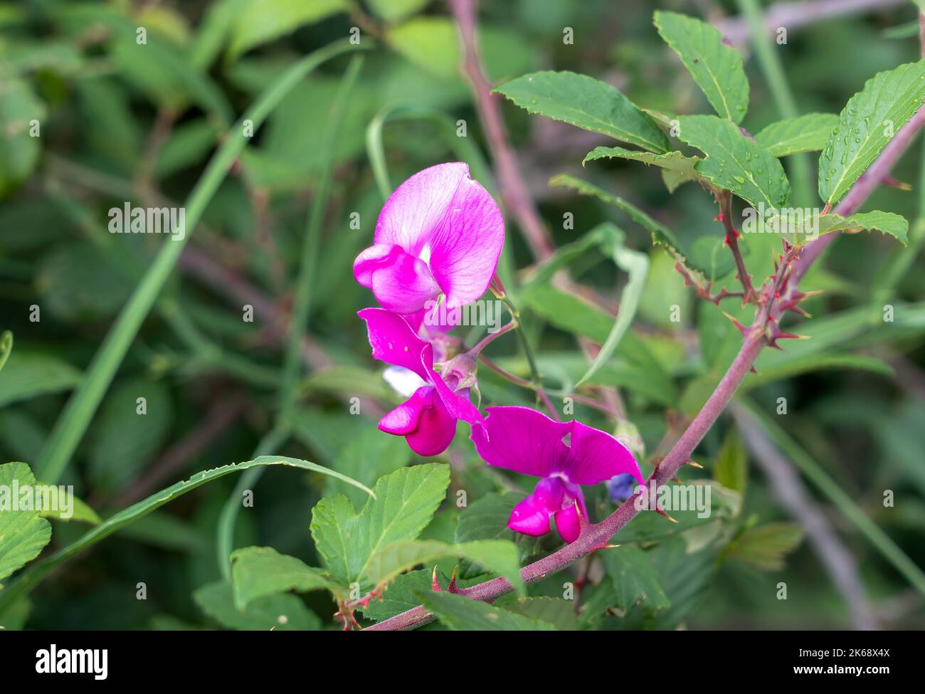 close-up of wild seet pea growing in the Spanish Pyrennes mountains ...
