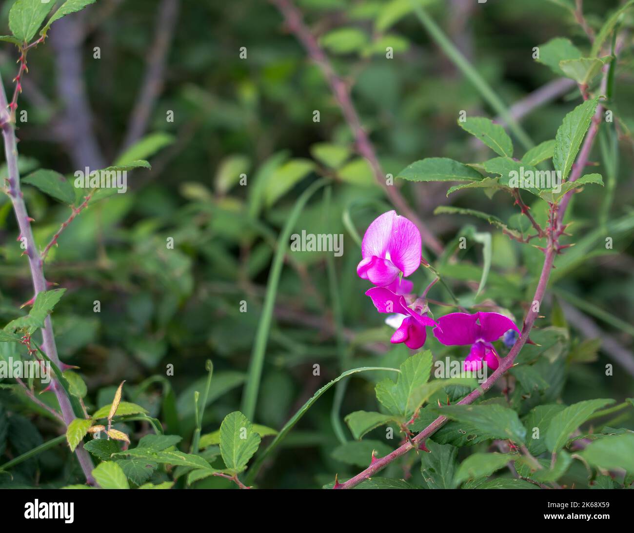 close-up of wild seet pea growing in the Spanish Pyrennes mountains ...