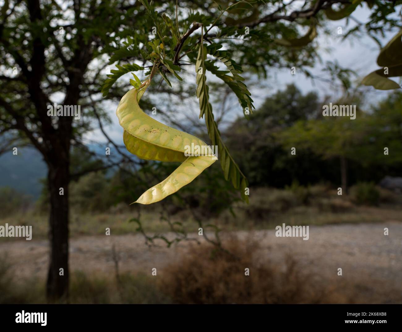 detailed close-up of yellow hanging Honey locust seed pods (Gleditsia ...