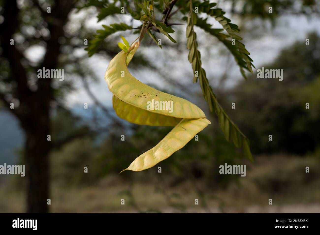 detailed close-up of yellow hanging Honey locust seed pods (Gleditsia ...