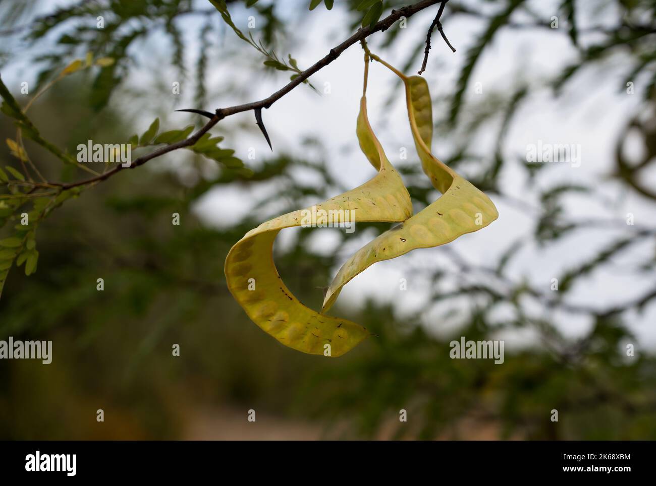 detailed close-up of yellow hanging Honey locust seed pods (Gleditsia ...
