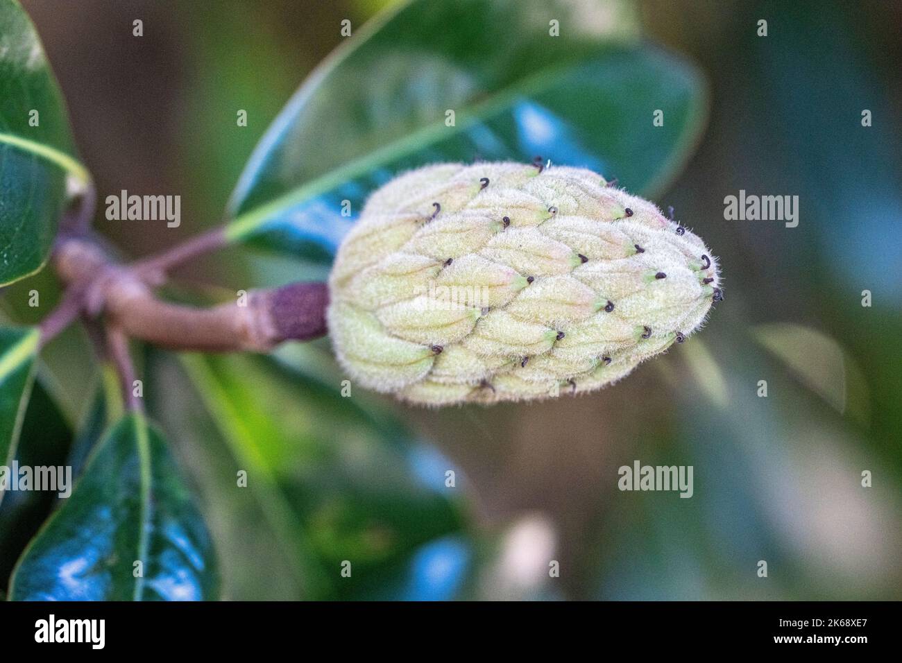 A selective focus shot of southern magnolia (Magnolia grandiflora) cone ...