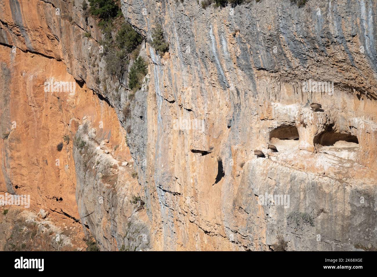 rocky outcrops and caves that are home to Spanish Griffon vultures ...