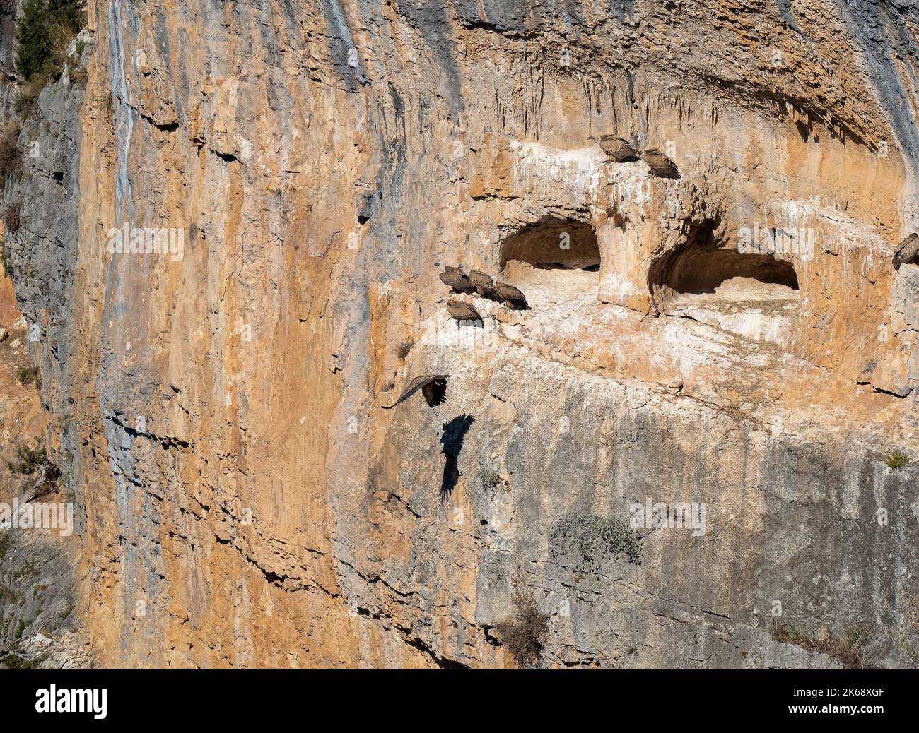 rocky outcrops and caves that are home to Spanish Griffon vultures ...