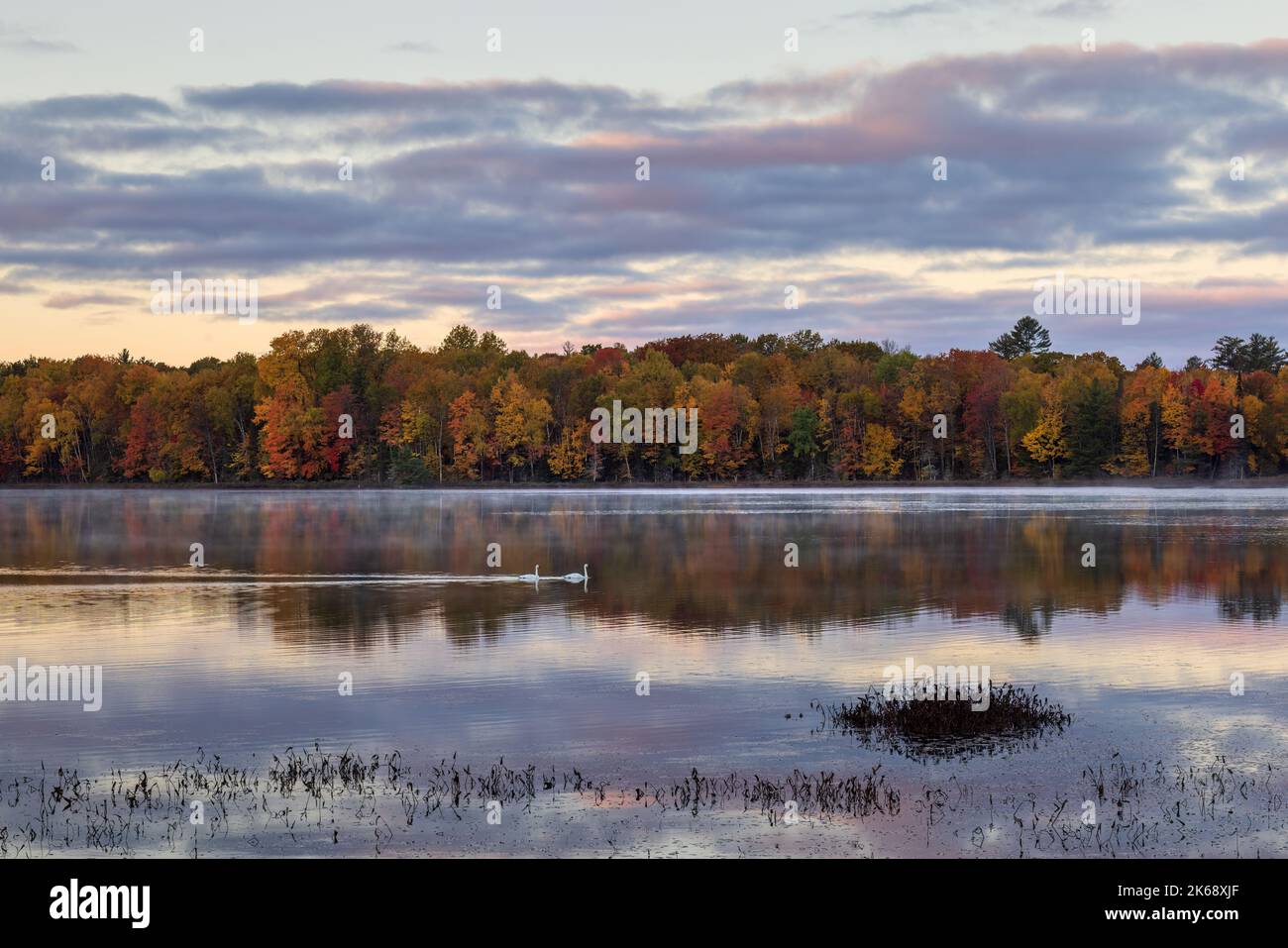 A pair of trumpeter swans swimming in the early morning light on Little ...