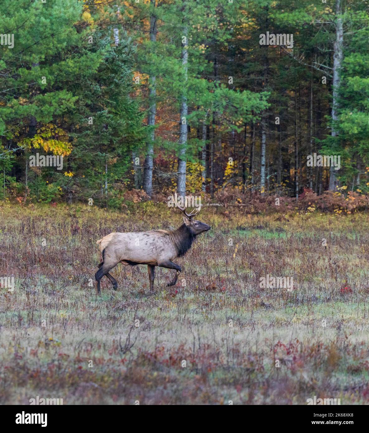 Bull elk in Clam Lake, Wisconsin Stock Photo - Alamy