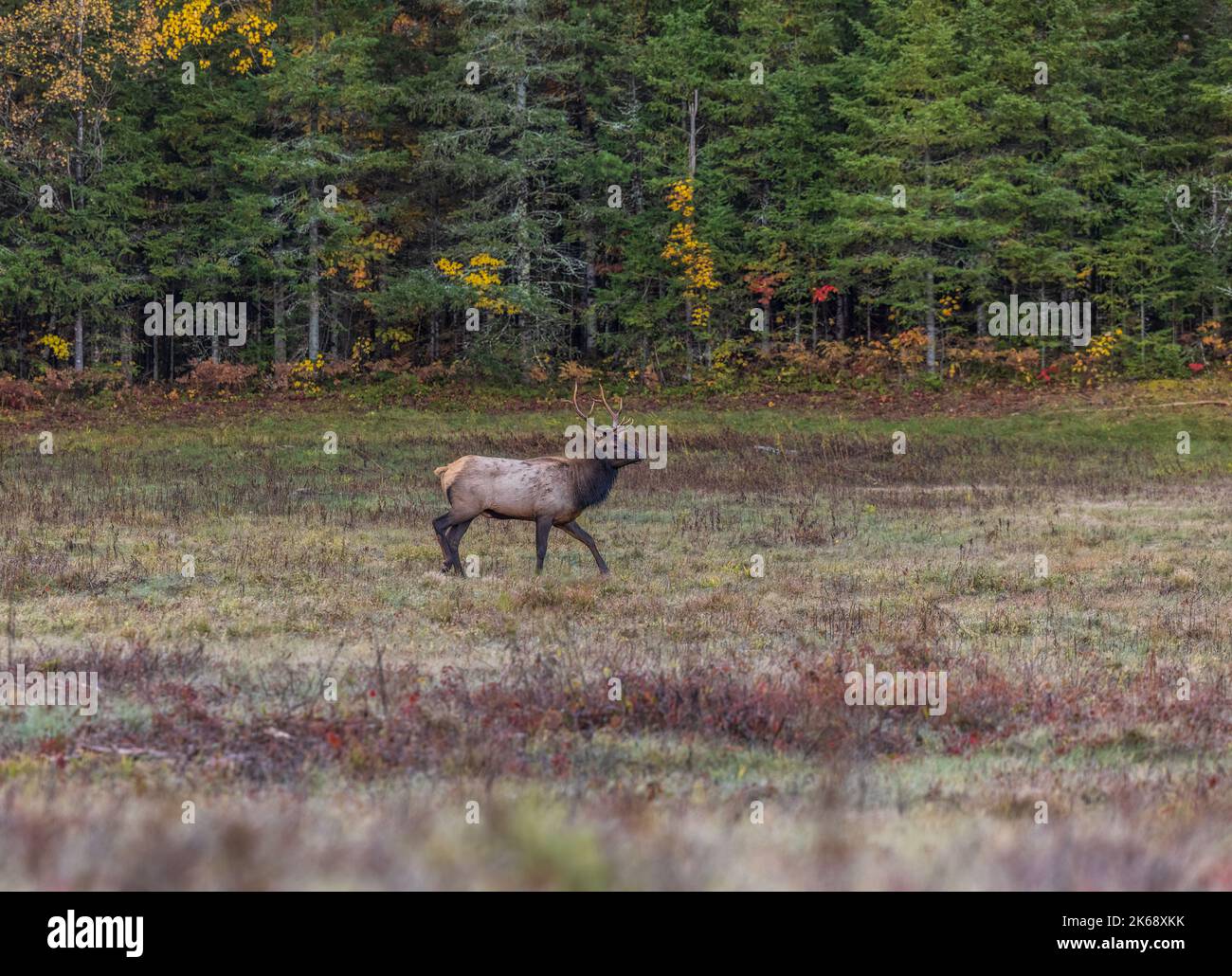Bull elk in Clam Lake, Wisconsin Stock Photo - Alamy