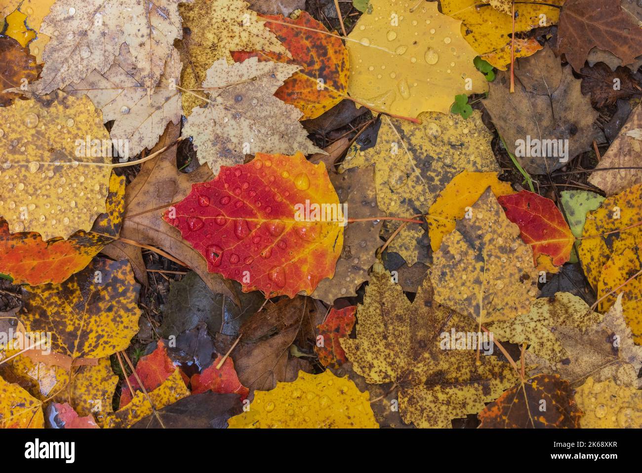 Autumn leaves on the forest floor in the Chequamegon-Nicolet National ...