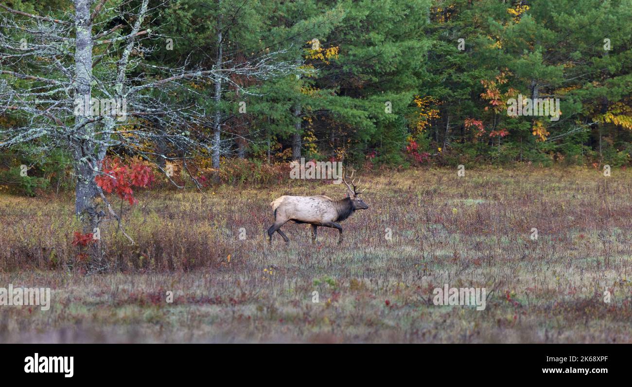 Bull elk in Clam Lake, Wisconsin Stock Photo - Alamy