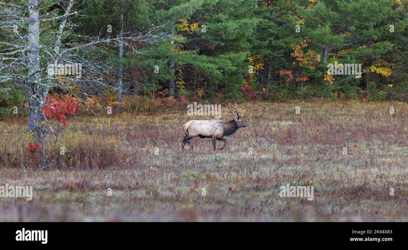 Bull elk in Clam Lake, Wisconsin Stock Photo - Alamy