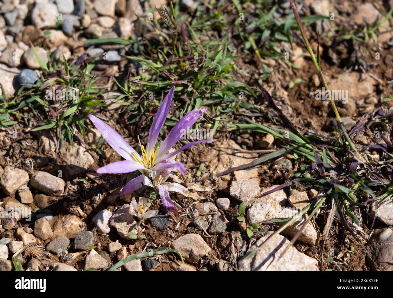 detailed closeup of Pyrenean Merendera, Colchicum montanum, in flower ...