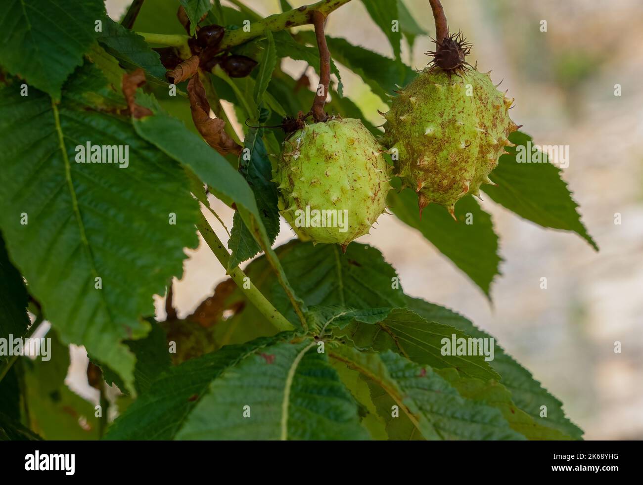 detailed closeup of two green spiked Chestnuts hangig on a tree ...
