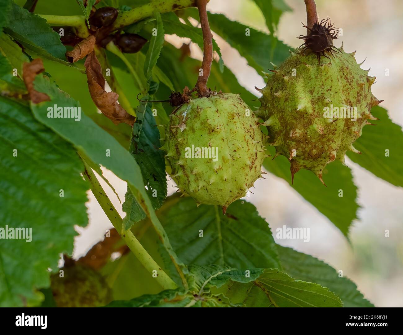 Chestnut color hi-res stock photography and images - Alamy