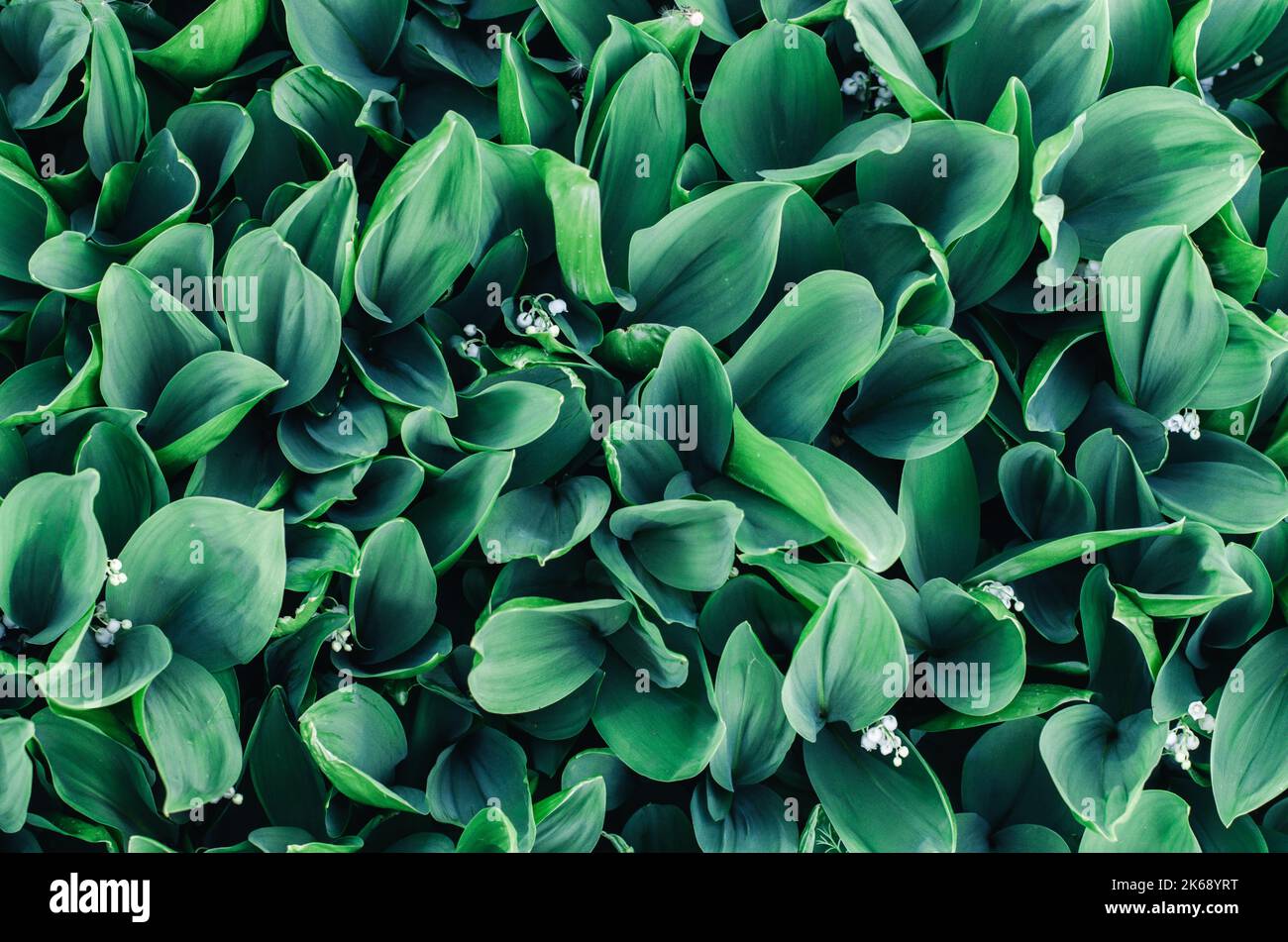 Background of lily of the valley leaves. Beautiful natural background of lily of the valley ...