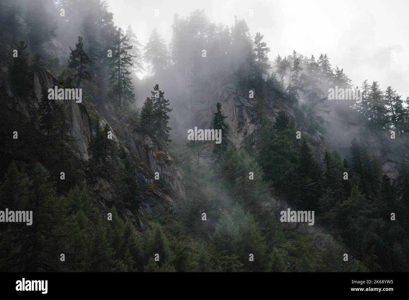 Mysterious photography of cloudy trees in the swiss alps Stock Photo ...