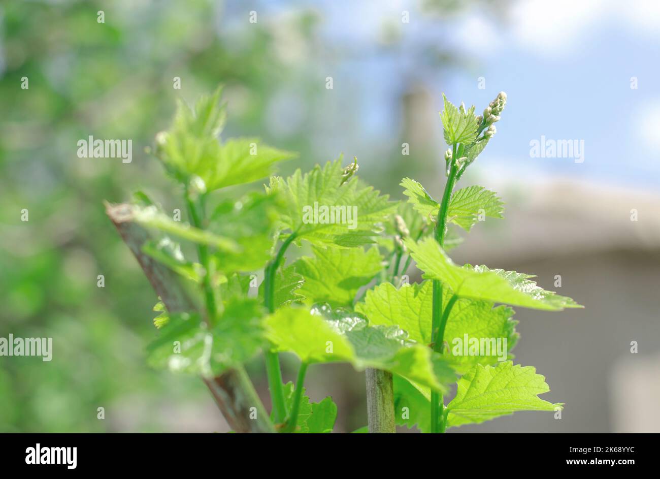 A young vine sprout. Growing grapes at home. Gardening concept Stock ...