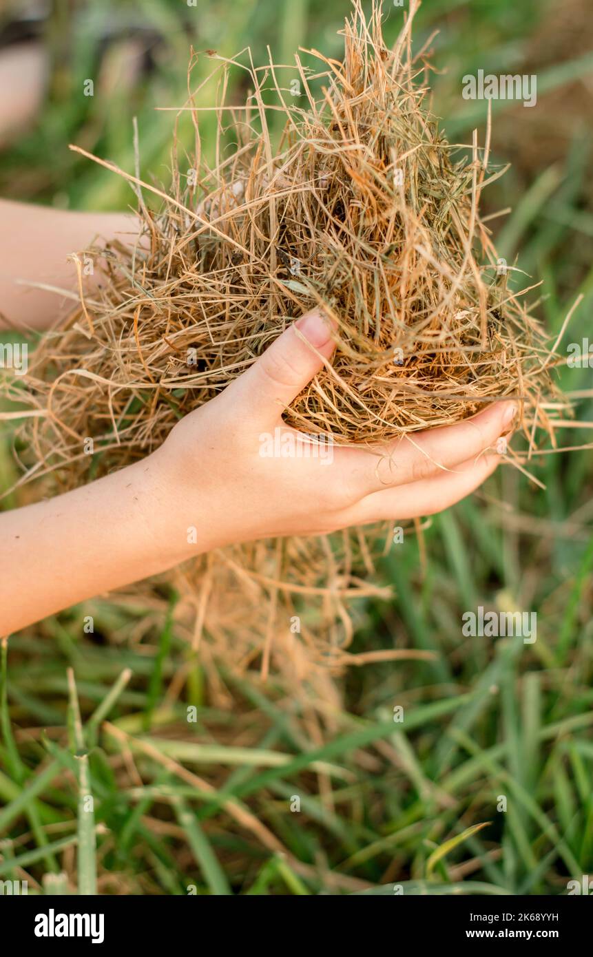 Hay in children's hands. Farmer's hands holding hay, close-up Stock ...