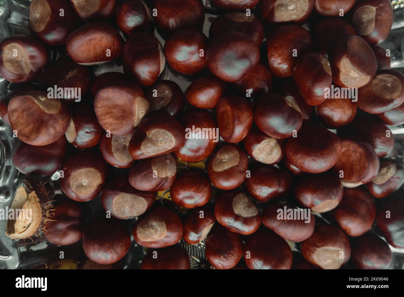 cone with chestnuts on a metal tray brown color Stock Photo - Alamy