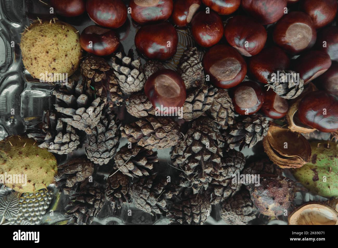 cone with chestnuts on a metal tray brown color Stock Photo - Alamy