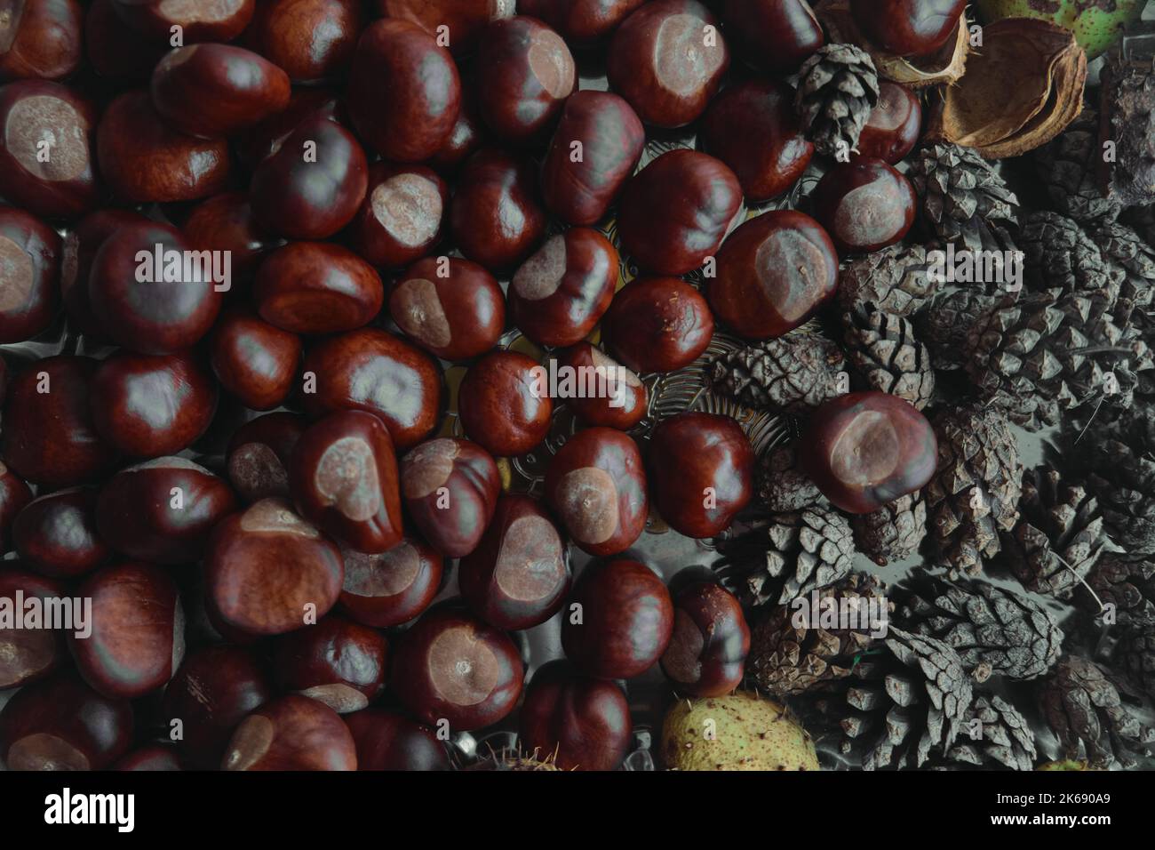 cone with chestnuts on a metal tray brown color Stock Photo - Alamy