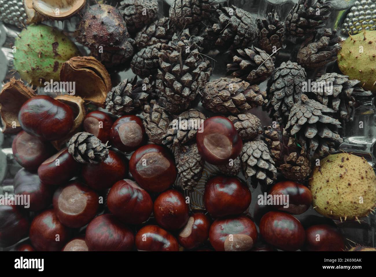 cone with chestnuts on a metal tray brown color Stock Photo - Alamy