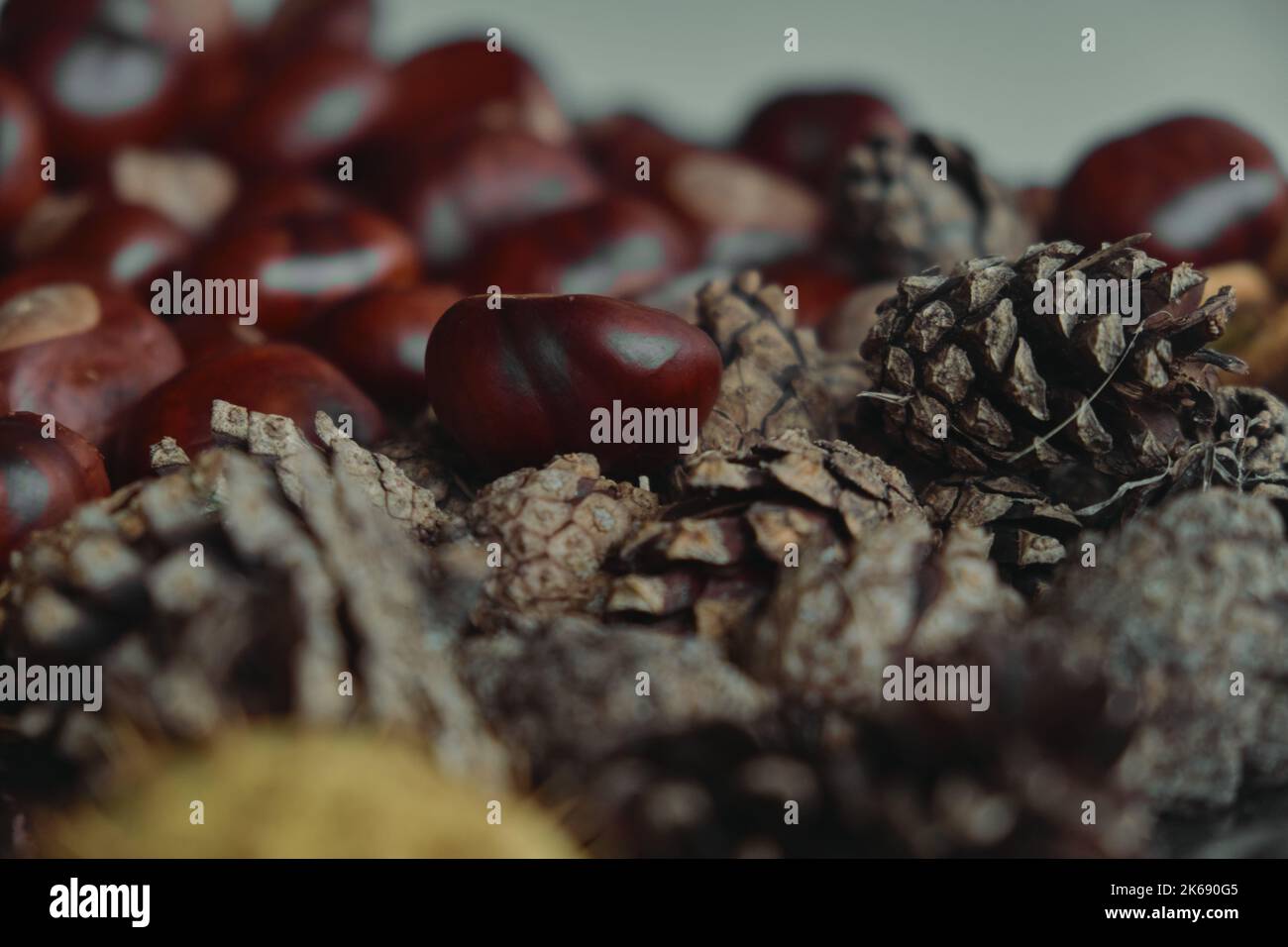 cone with chestnuts on a metal tray brown color Stock Photo - Alamy