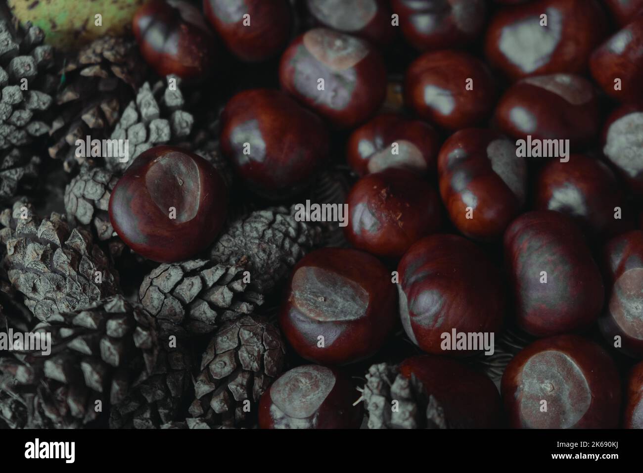 cone with chestnuts on a metal tray brown color Stock Photo - Alamy