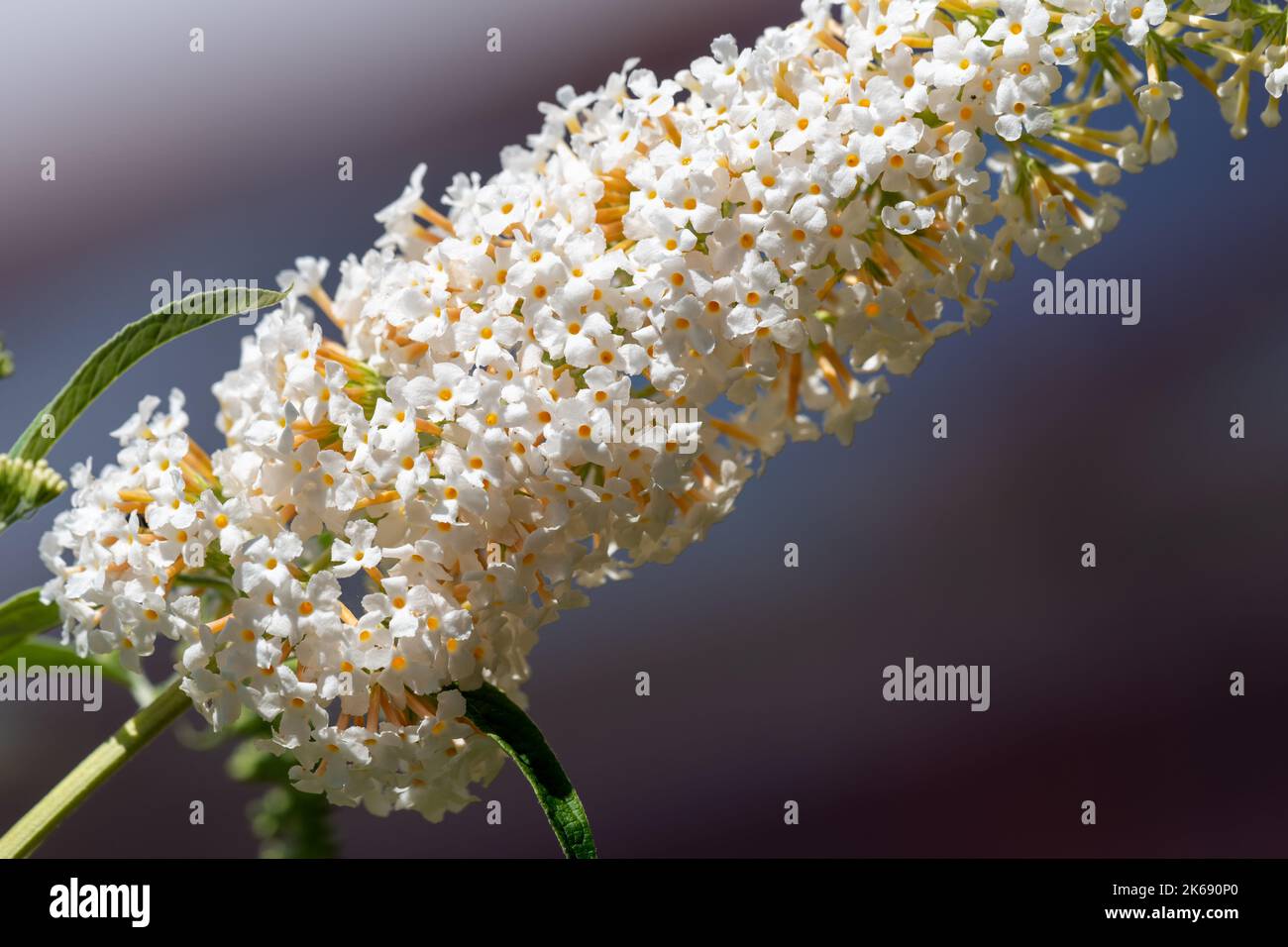 Close up of white flowers on a butterfly bush (buddleja davidii) shrub ...