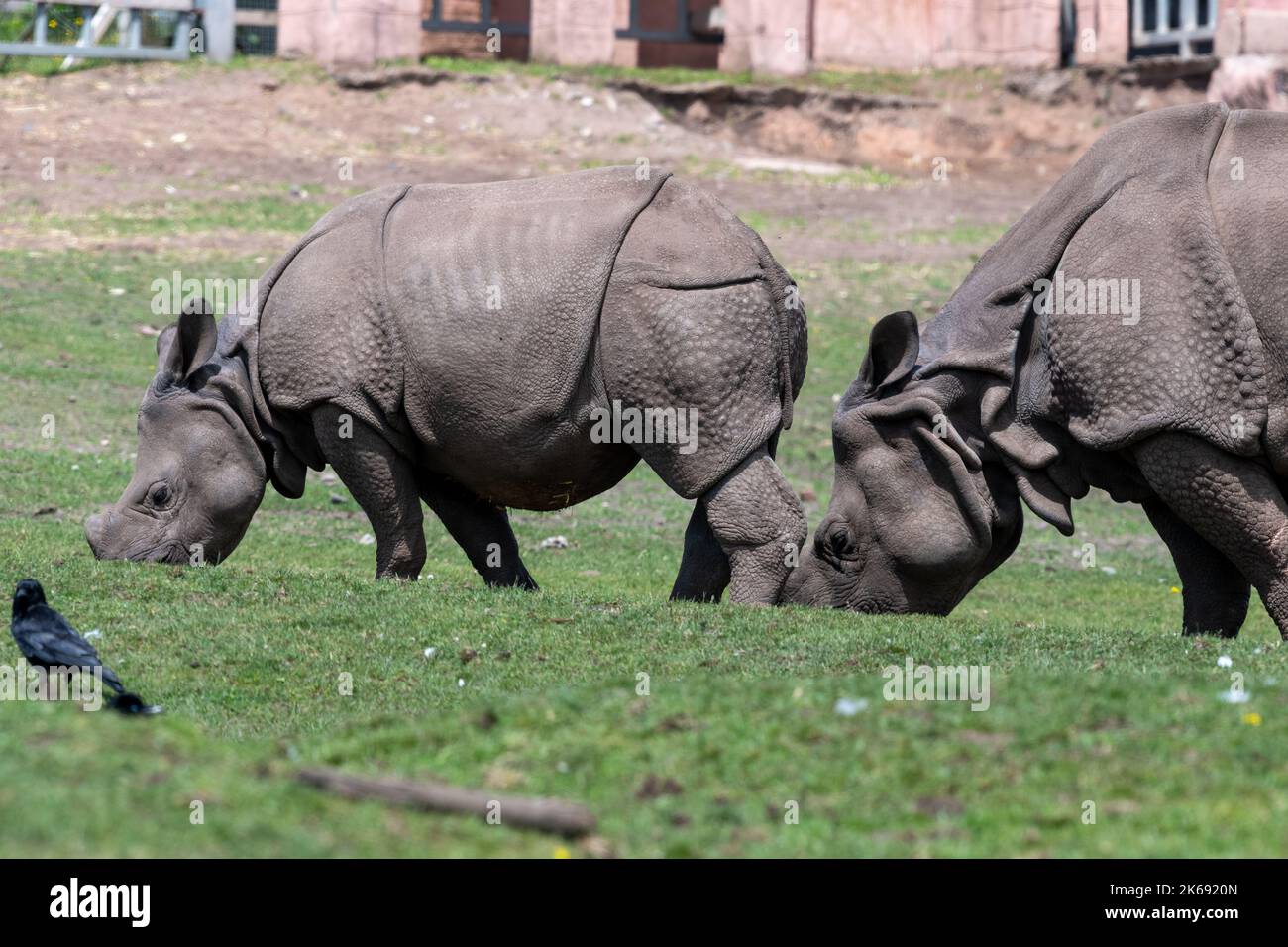Two one horned rhinoceroses hi-res stock photography and images - Alamy
