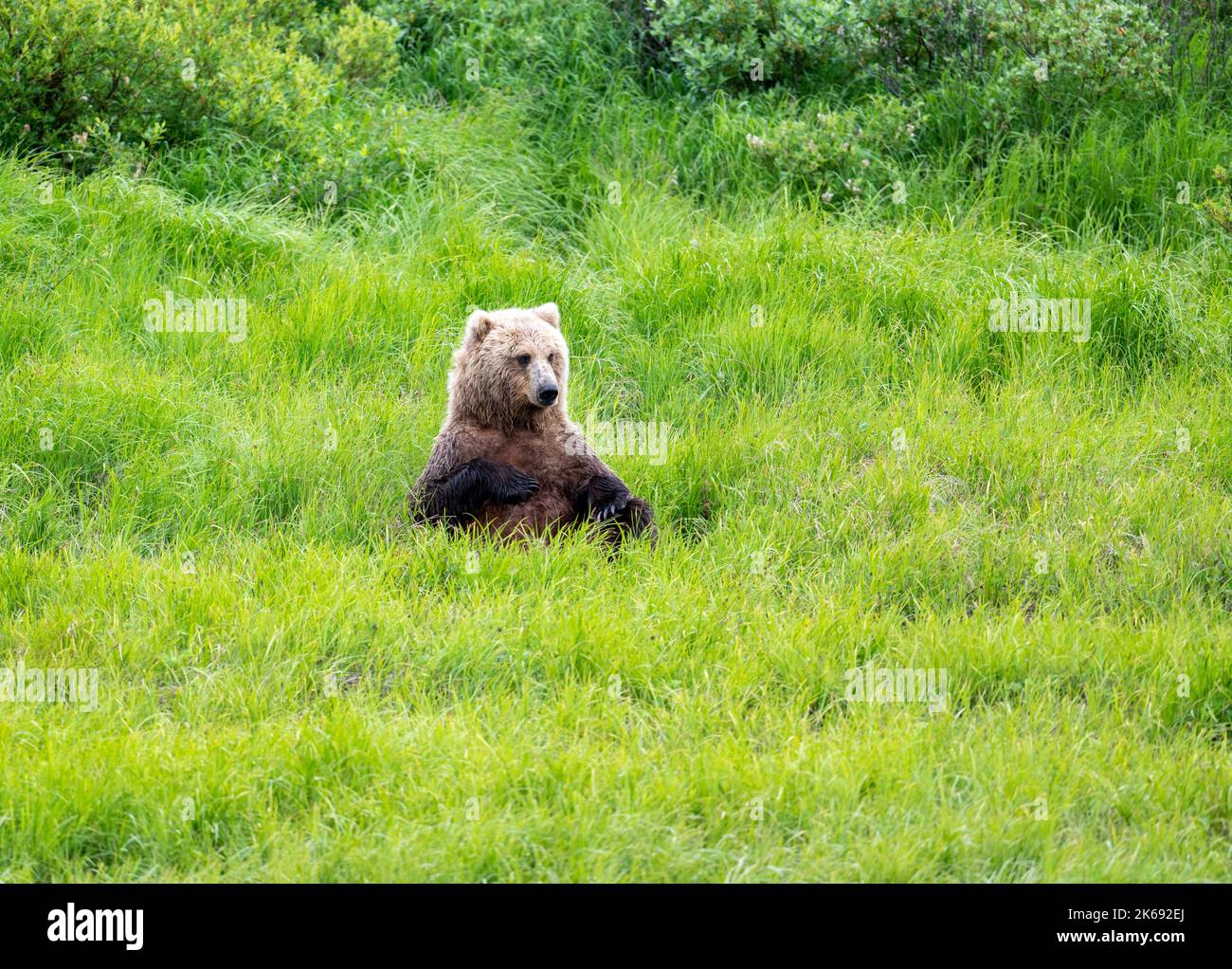 Alaskan brown bear sitting and relaxing in a meadow at McNeil River ...