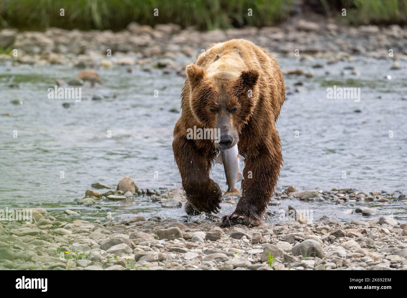 Alaskan brown bear running with a salmon in its mouth at a shallow ...